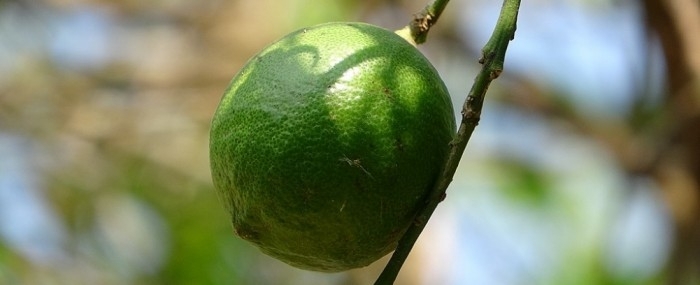 Nanoparticles extend shelf life of fruit and flowers