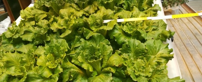 Startup develops hydroponic roof tiles for the cultivation of ...